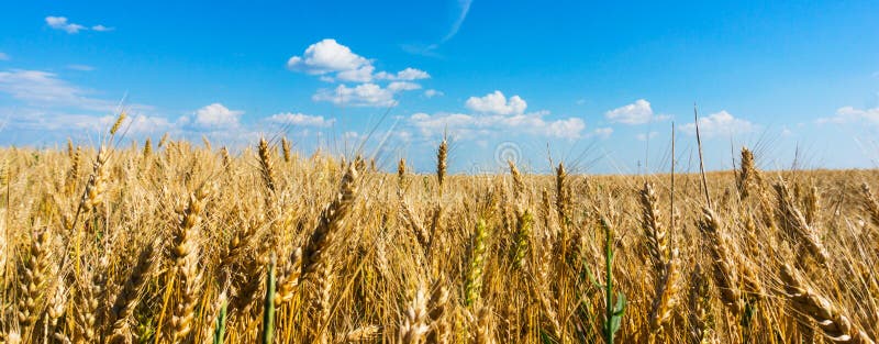 Wheat field panorama stock photo. Image of spike, panoramic - 43846878