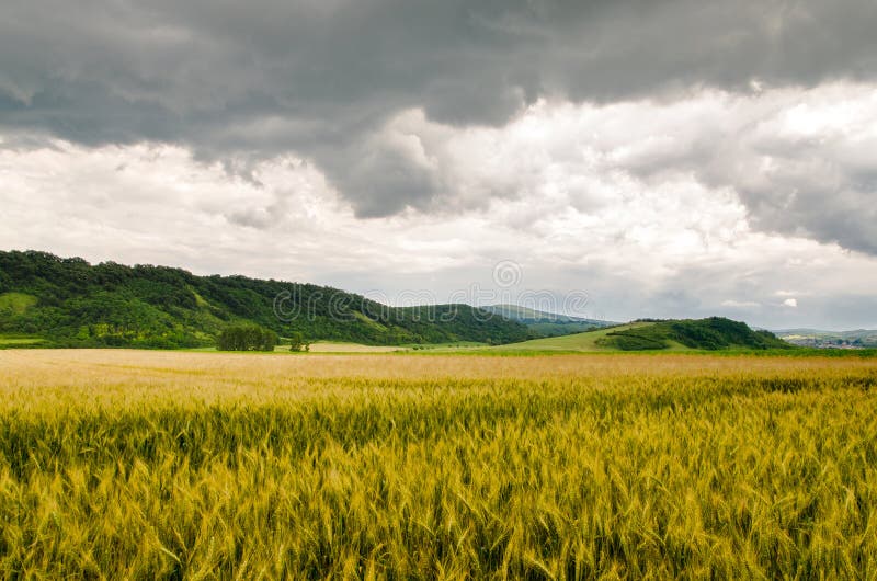 Wheat field panorama view stock image. Image of dramatic - 32066253