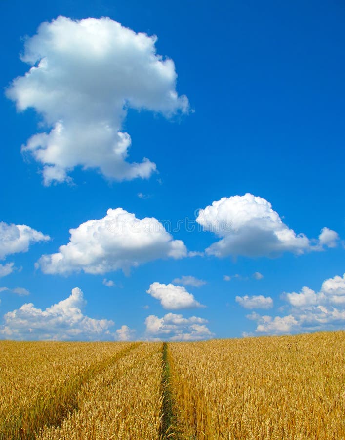 Wheat field with path stock image. Image of grain, background - 20673133