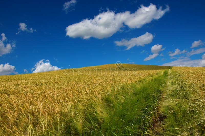 Path through wheatfield stock photo. Image of wheat, field - 11177412
