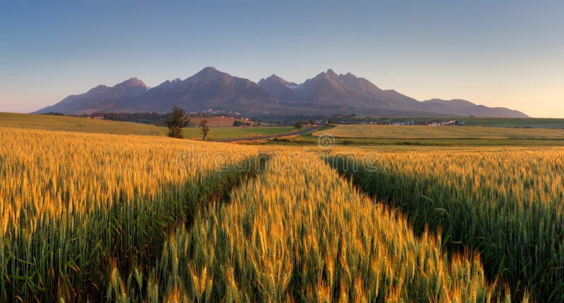 Wheat Field with Path Under Tatras Stock Image - Image of farmland ...