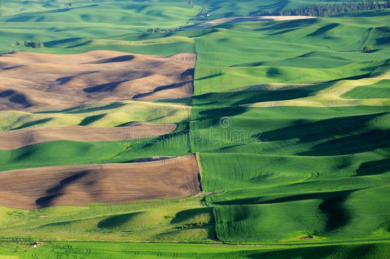 Wheat field pattern stock photo. Image of high, pattern - 14730258