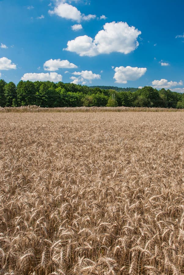 Wheat field stock photo. Image of crop, yellow, rural - 76152528