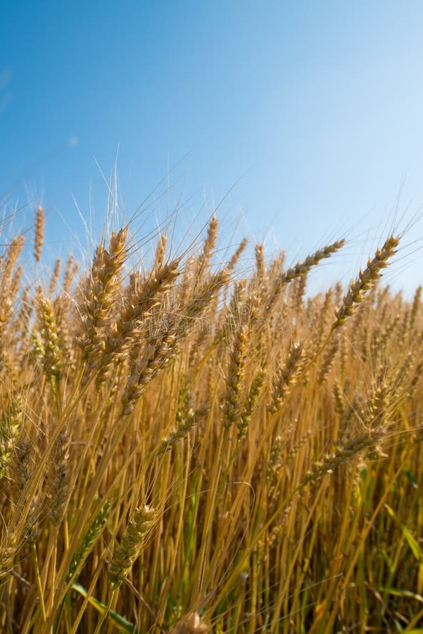 Wheat field stock image. Image of grain, scene, blue - 33721765