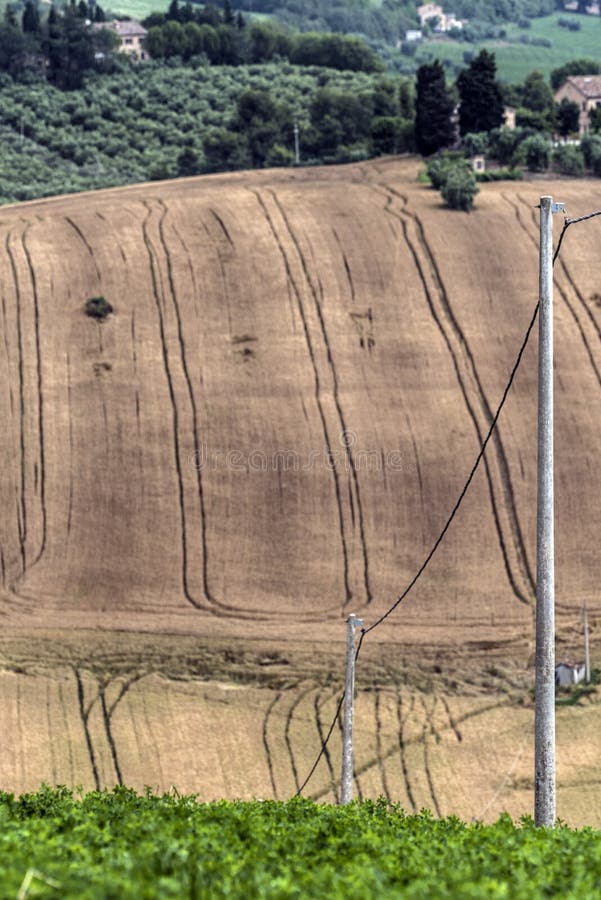Wheat field and poles stock photo. Image of generator - 74173702