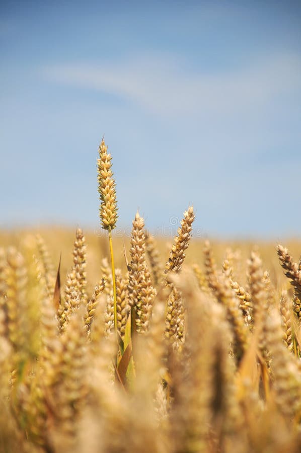 Wheat Field - Portrait stock image. Image of country, farming - 5937545