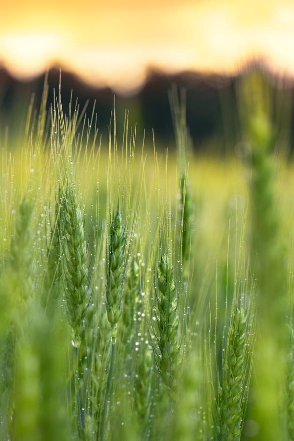 Wheat field portrait stock image. Image of nature, bright - 117394803