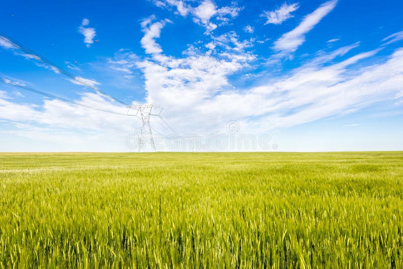 Wheat Field with Power Grid Poles Stock Photo - Image of farming ...
