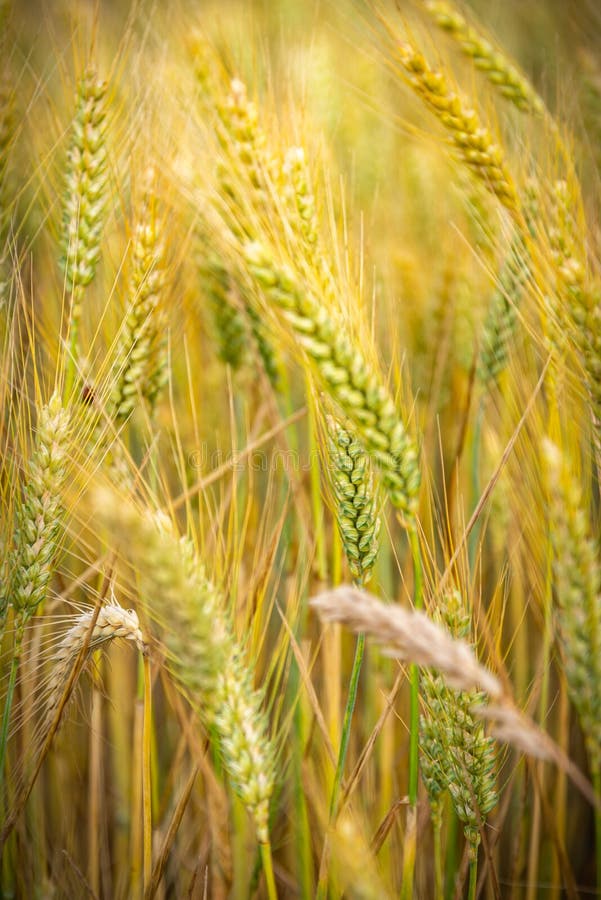 Summer labor camp stock photo. Image of factory, ears - 185885634