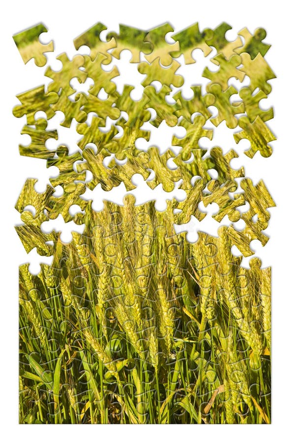 Wheat Field in Puzzle Shape Stock Image - Image of dismantle, crop ...