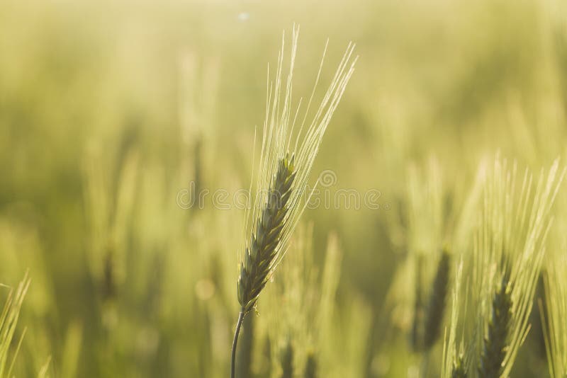Wheat Field in the Rays of the Evening Sun Stock Image - Image of crop ...
