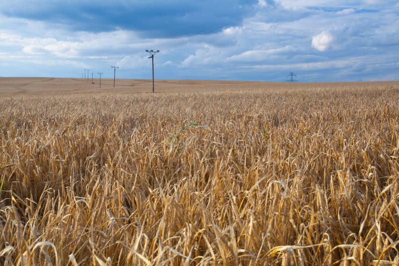 A Wheat Field almost Ready for Harvest Stock Photo - Image of growth ...