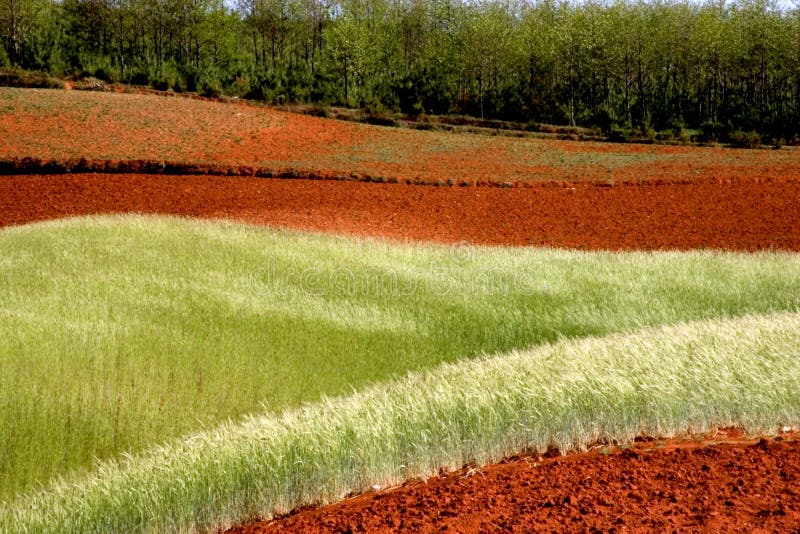 Wheat Field on Red Land stock photo. Image of yunnan, color - 5559656
