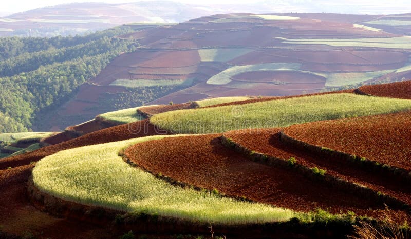 Wheat Field on the Red Land Stock Image - Image of mountain, field: 5560027