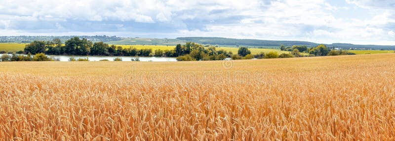A Wheat Field with Ripe Ears, a River and a Forest in the Distance ...