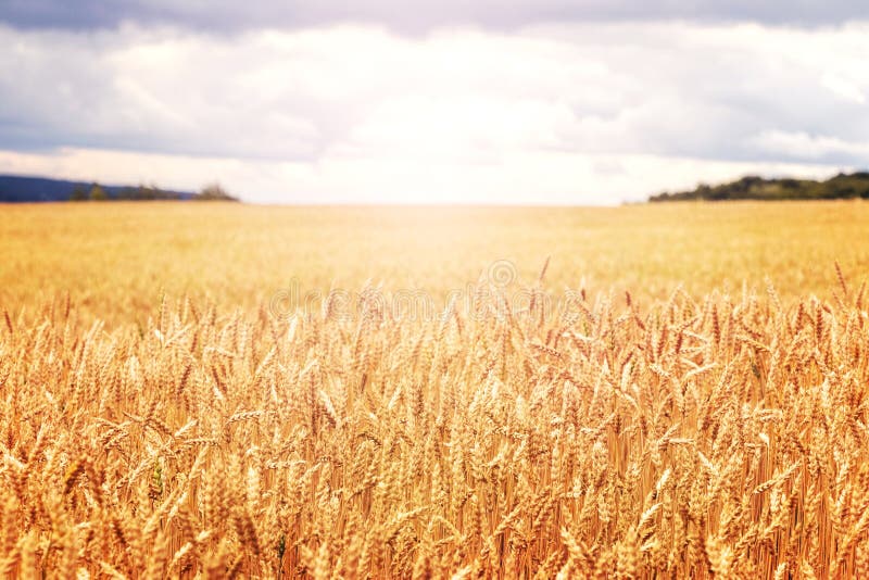 Wheat Field with Ripe Ears in Sunny Weather Stock Photo - Image of ...