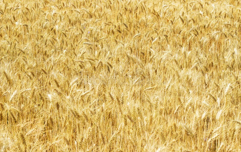 Wheat field stock photo. Image of seed, yellow, summer - 57492992