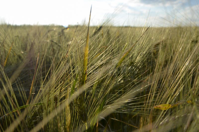 Wheat field rising sun stock photo. Image of background - 78717734