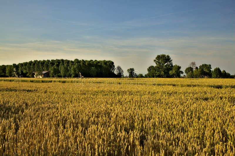 Wheat Field with Rows of Poplars in the Distance at Sunset in Summer ...