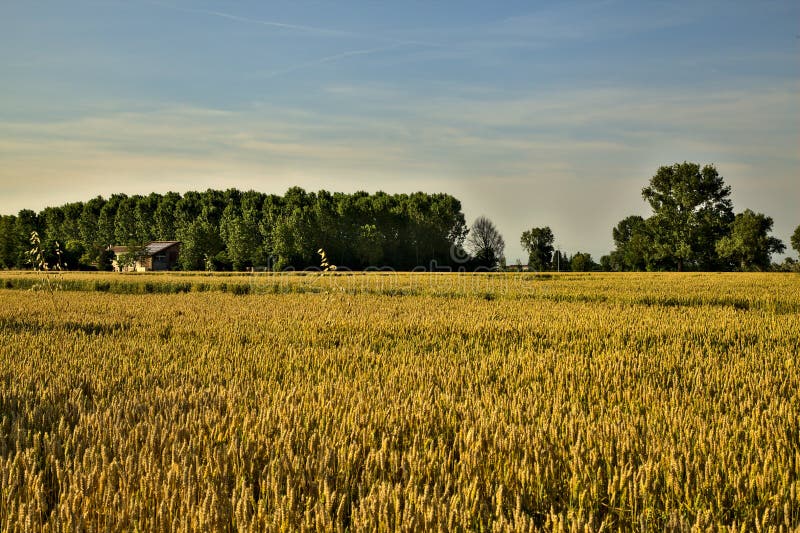 Wheat Field with Rows of Poplars in the Distance at Sunset in Summer ...
