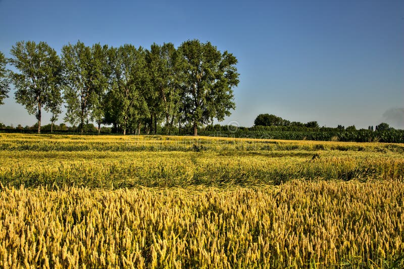 Wheat Field with Rows of Poplars in the Distance at Sunset in Summer ...