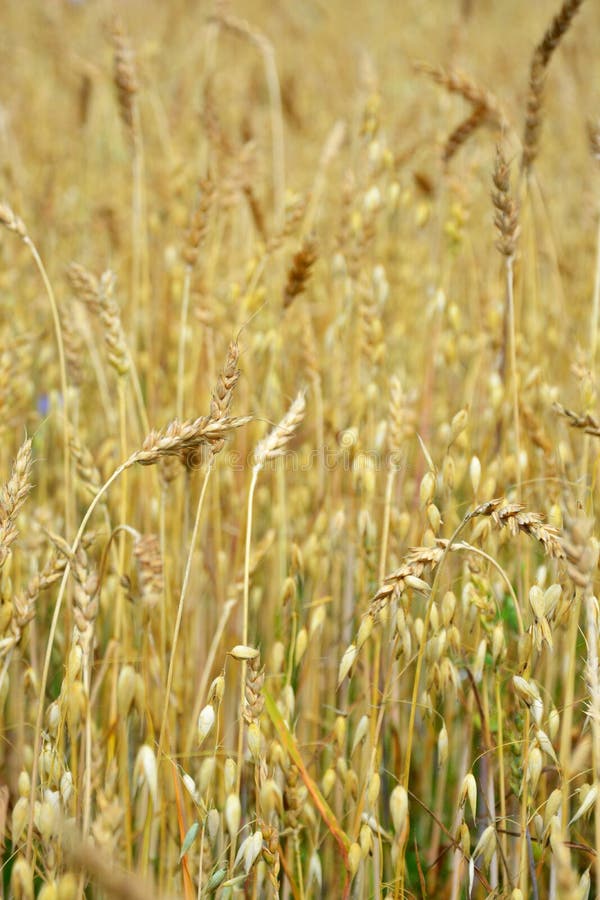 Wheat field. Rye field stock image. Image of agriculture - 238479439