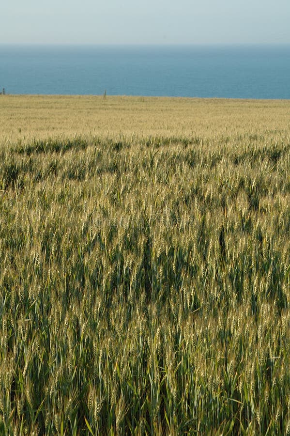 Wheat field by the sea stock photo. Image of rural, agriculture - 134531160