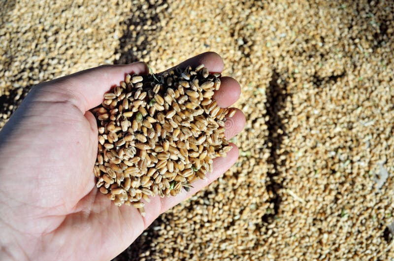 Wheat Field Seeds Inside Silo Stock Image - Image of growth, energy ...