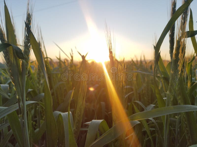 Field Shabqadar Stock Photos - Free & Royalty-Free Stock Photos from ...