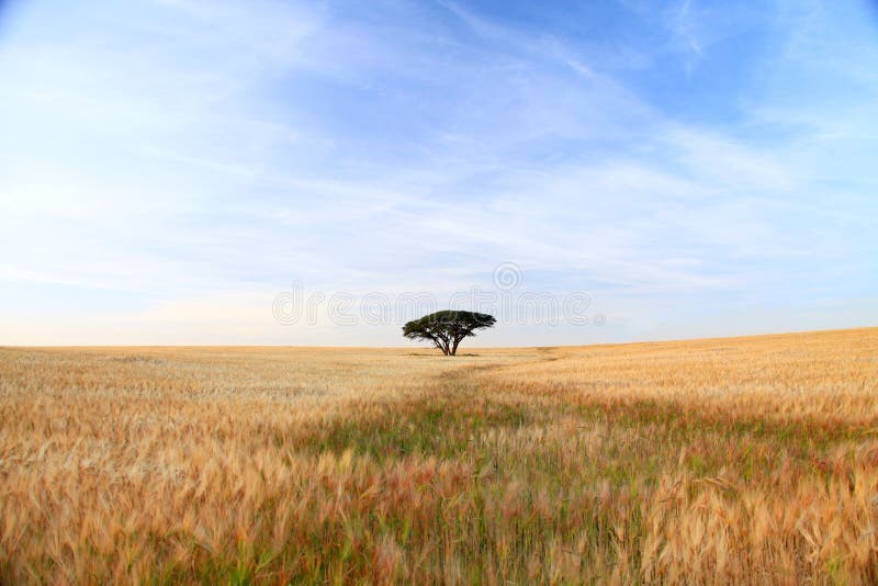 Wheat Field and Single Tree Stock Photo - Image of lonely, harvest ...