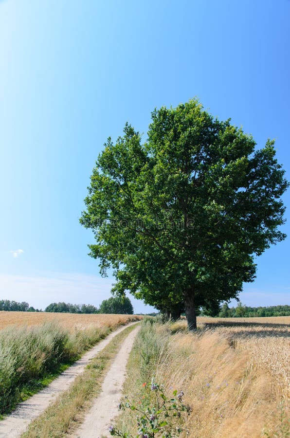 Wheat Field with Single Tree and Road Stock Image - Image of landscape ...