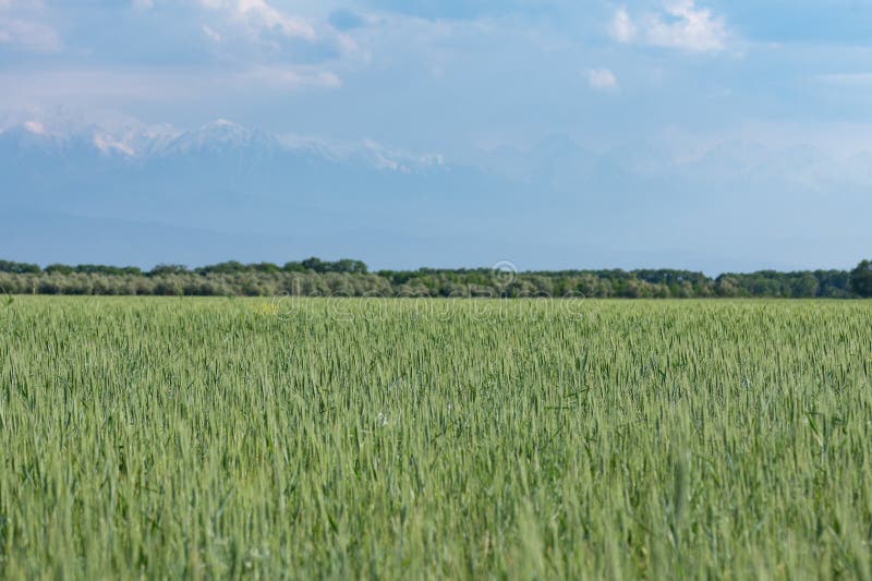 Wheat Field, Skyline, Trees and Mountains Stock Photo - Image of ...