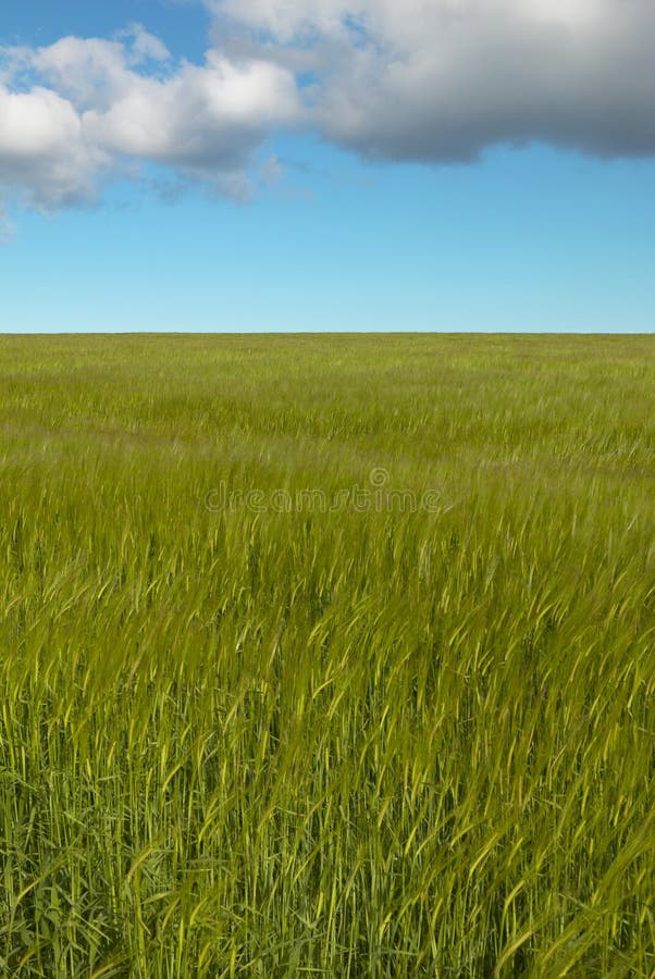 Wheat Field with Sky in Orkney. Scotland Stock Photo - Image of outdoor ...