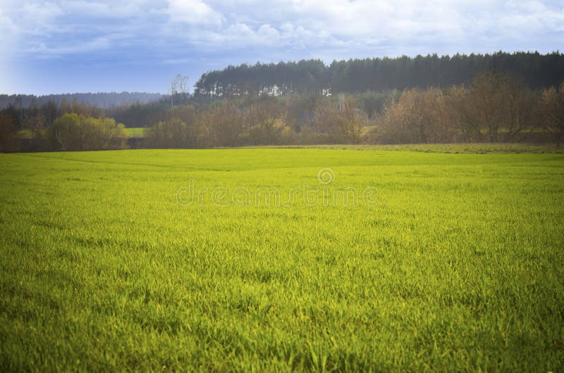 Wheat field in spring stock photo. Image of blue, clouds - 70084872