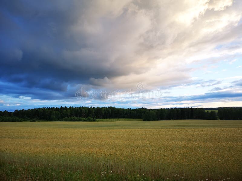 Wheat Field Spring Landscape with Dramatic Clouds in Light Blue Sky ...