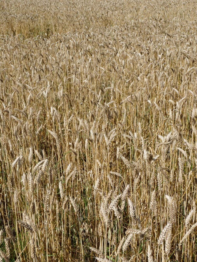 Wheat stock photo. Image of culture, wheat, field, industry - 64080284