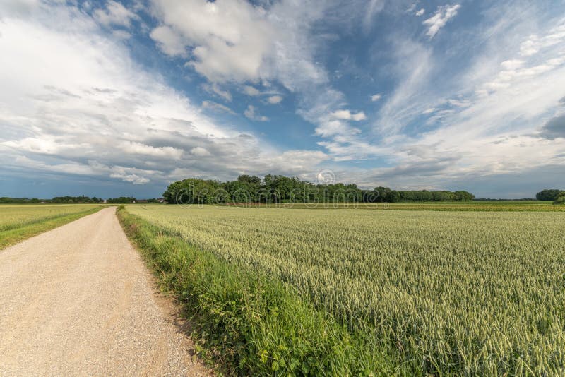 Wheat Field in Spring in Plain. Alsace Stock Image - Image of farming ...