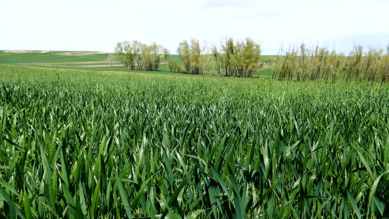 Wheat Field in Spring, Wheat Plant Has Started To Grow, Continental ...