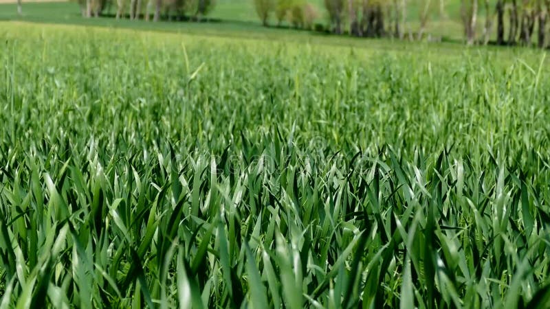 Wheat Field in Spring, Wheat Plant Has Started To Grow, Continental ...
