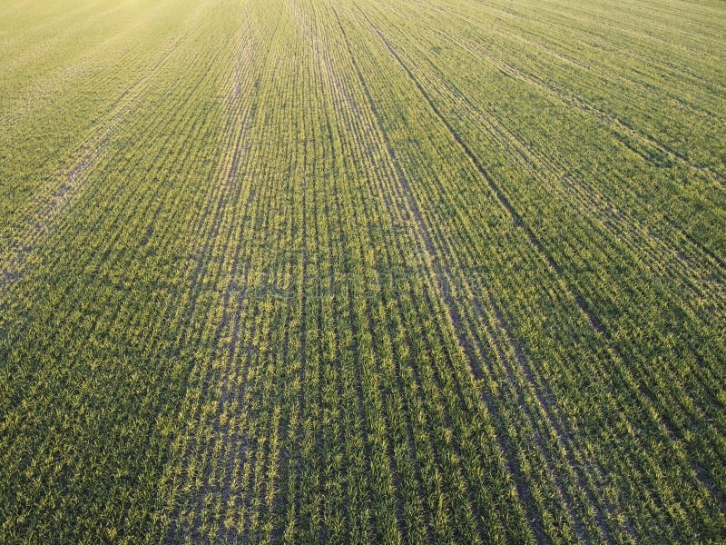 Wheat Field in the Spring, Poor Growth and Poor Weather for Growing ...