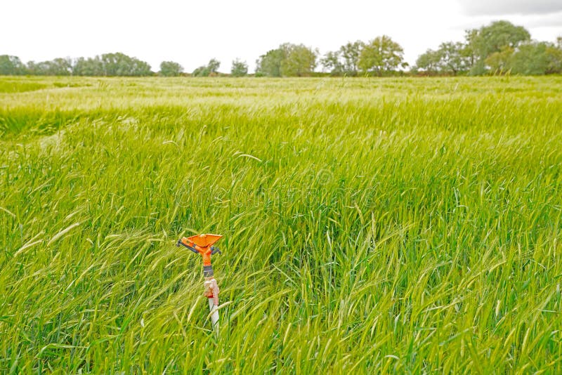 Wheat Field at Spring with Sprinkler Stock Photo - Image of farming ...
