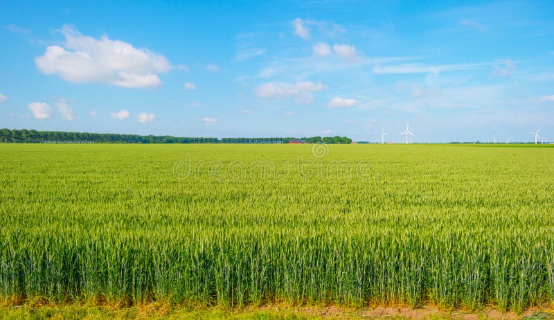 Wheat Field in Spring in Sunlight Stock Photo - Image of nature, rural ...