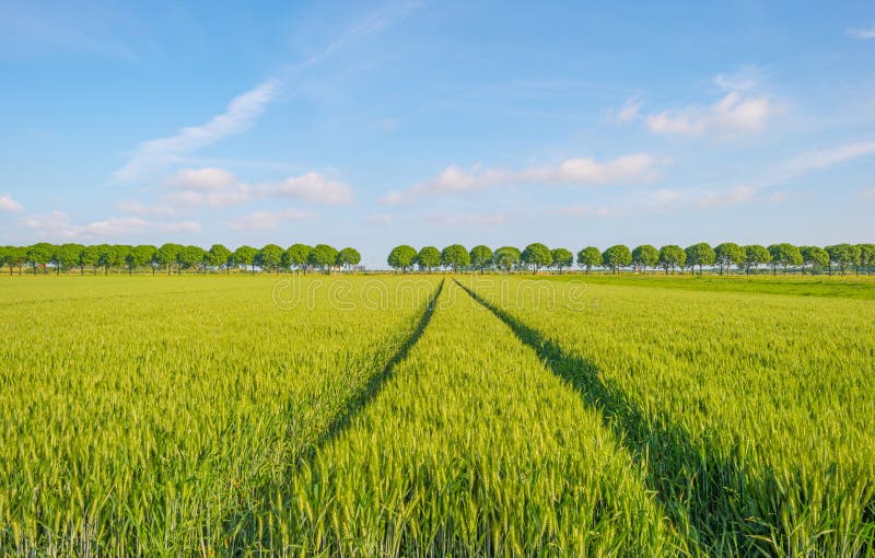 Wheat Field in Spring in Sunlight Stock Image - Image of countryside ...