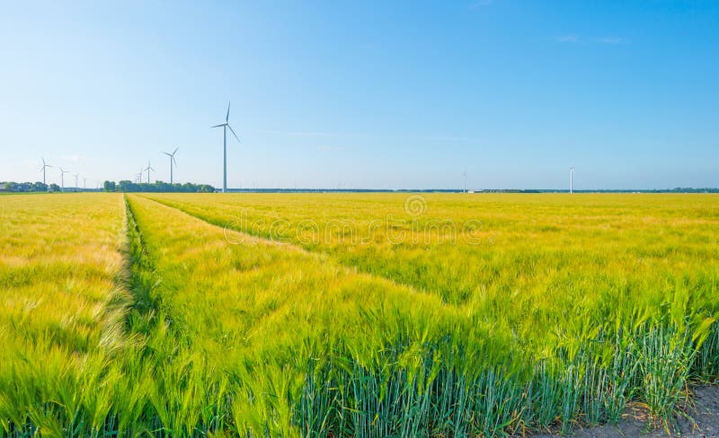 Wheat Field in Spring in Sunlight Stock Image - Image of trees, rural ...