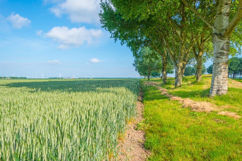 Wheat Field in Spring in Sunlight Stock Image - Image of spring ...