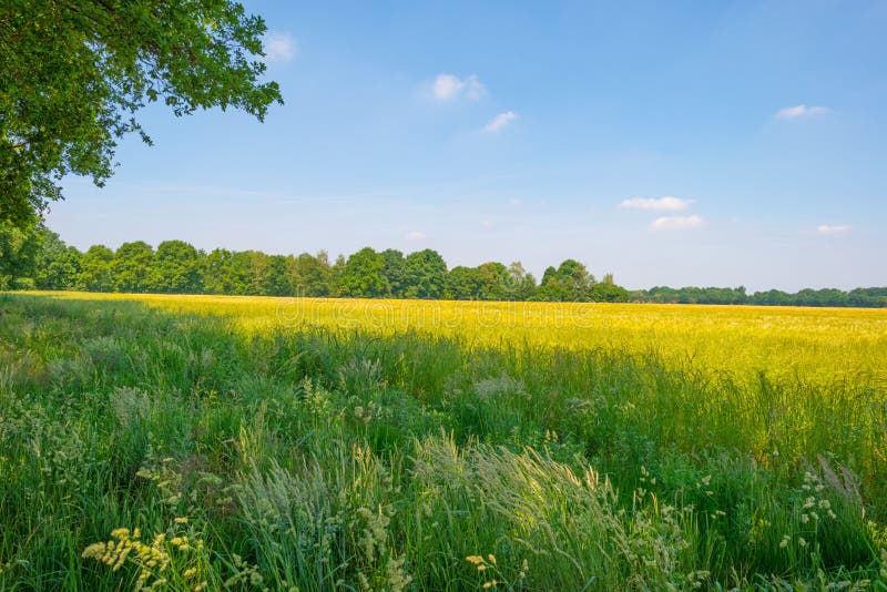 Wheat Field in Spring in Sunlight Stock Image - Image of nature ...