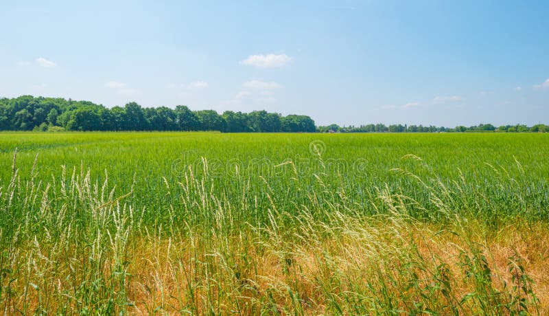 Wheat Field in Spring in Sunlight Stock Image - Image of rural ...