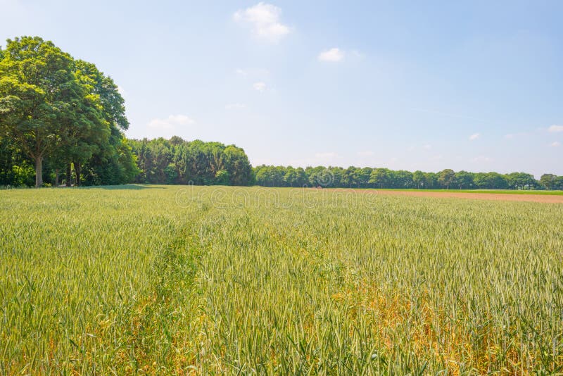 Wheat Field in Spring in Sunlight Stock Image - Image of agriculture ...