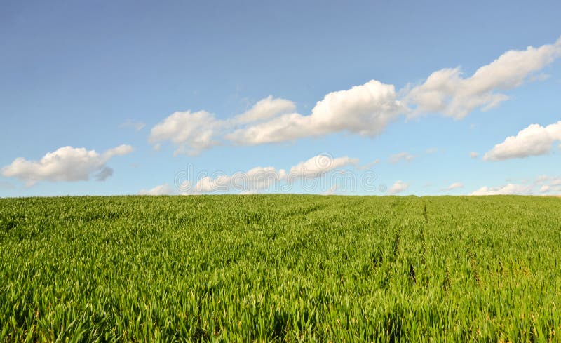 Wheat Field in Spring stock photo. Image of grow, clouds - 36460648