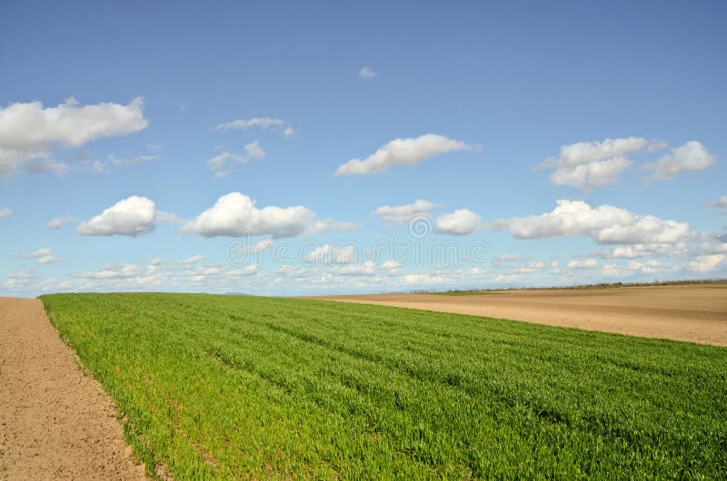 Wheat field in spring stock image. Image of farming, harvest - 72191413
